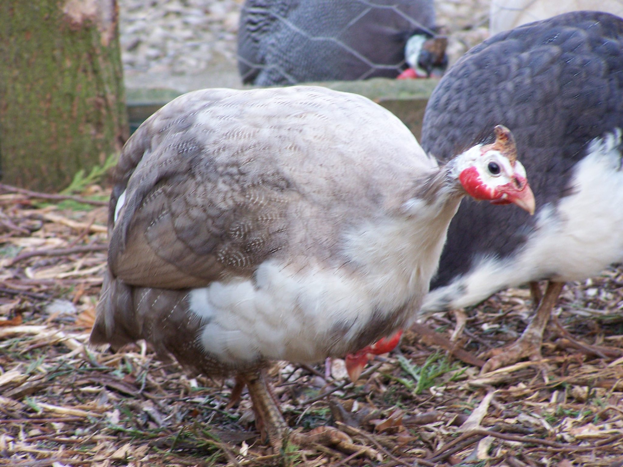 Guinea fowl