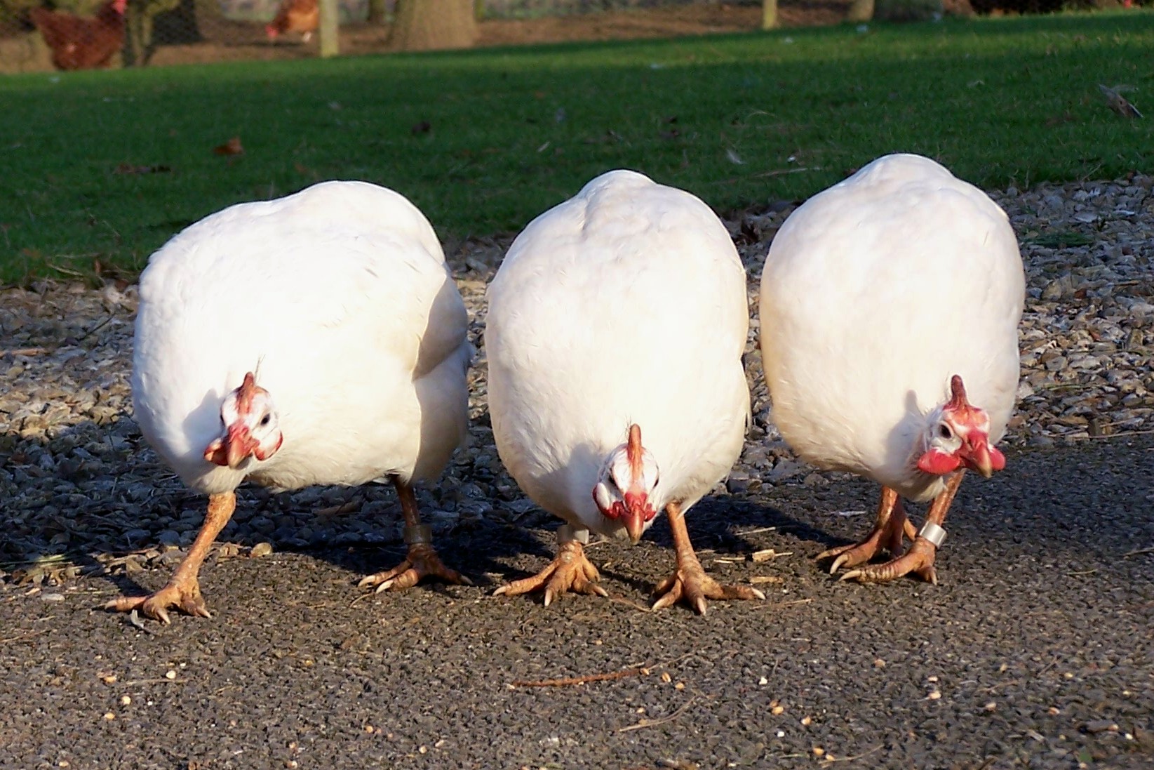 Guinea fowl