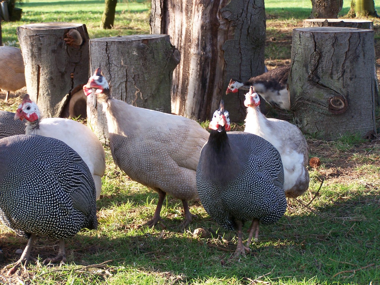 Guinea fowl