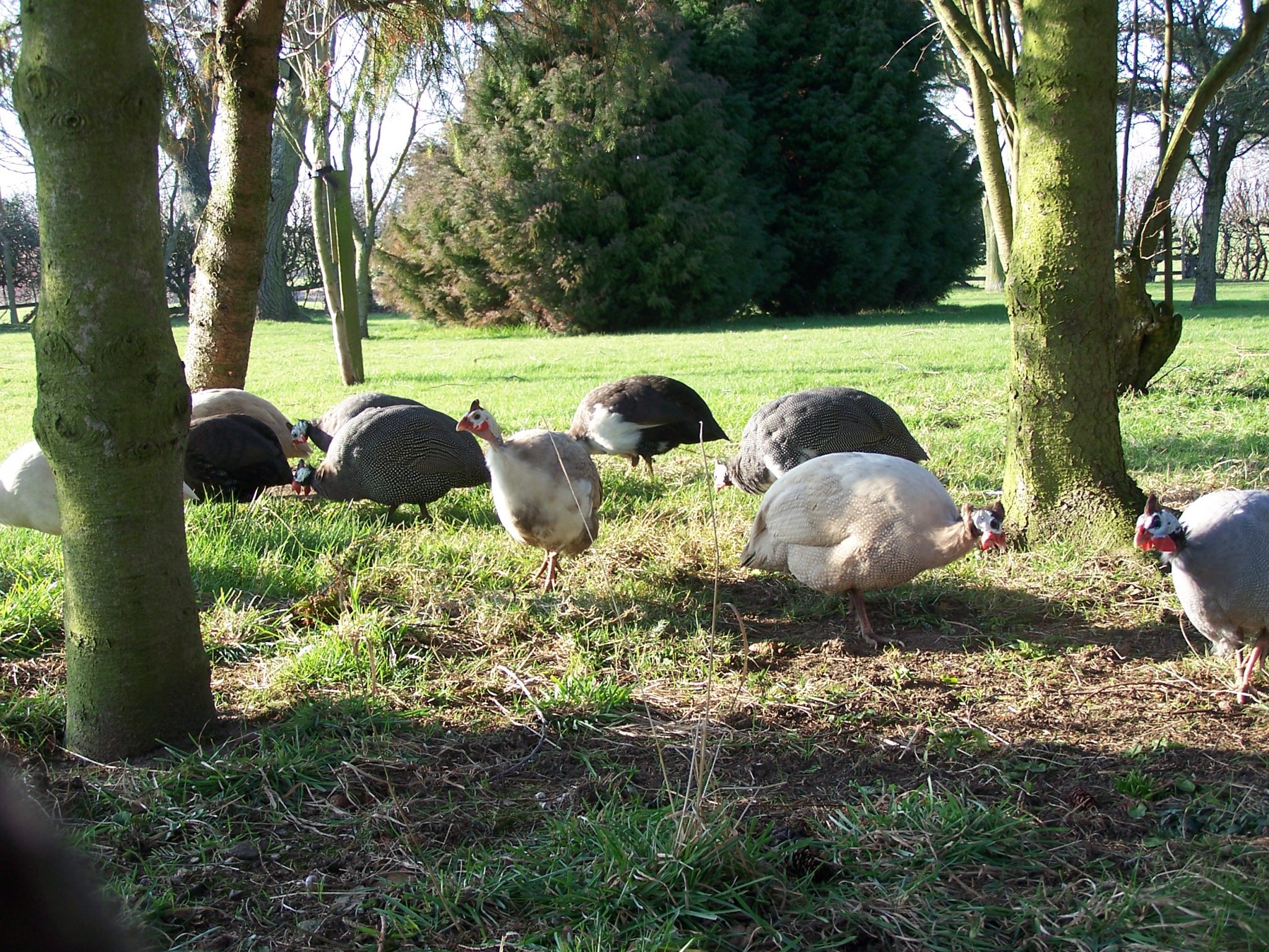 Guinea fowl