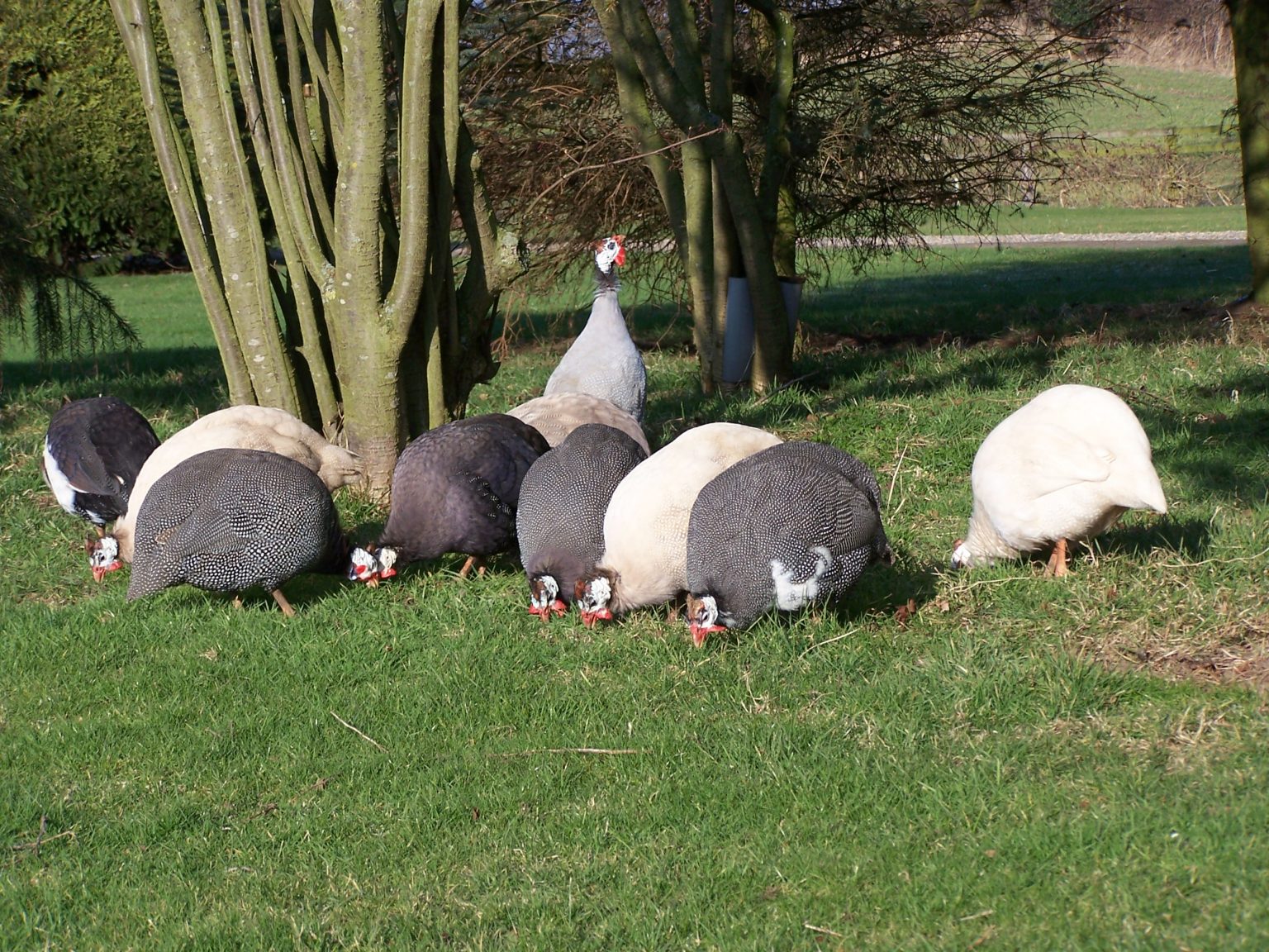 Guinea fowl